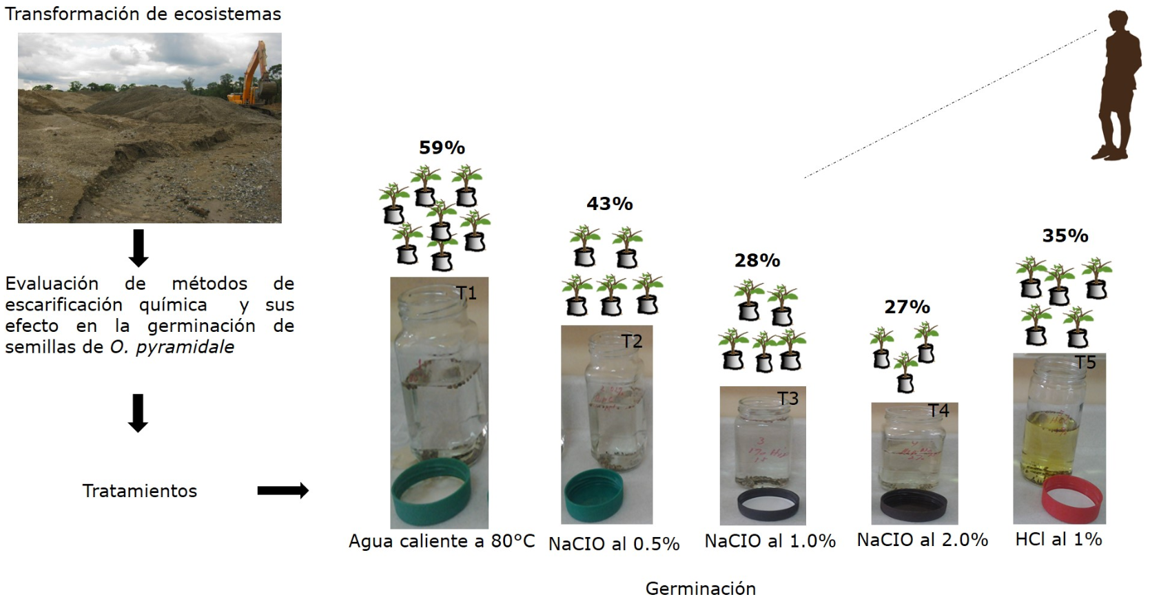 MÉTODOS DE ESCARIFICACIÓN QUÍMICA Y SUS EFECTOS EN LA GERMINACIÓN DE ...